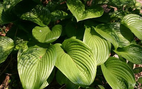 Hosta 'Satin Beauty' | plant lust