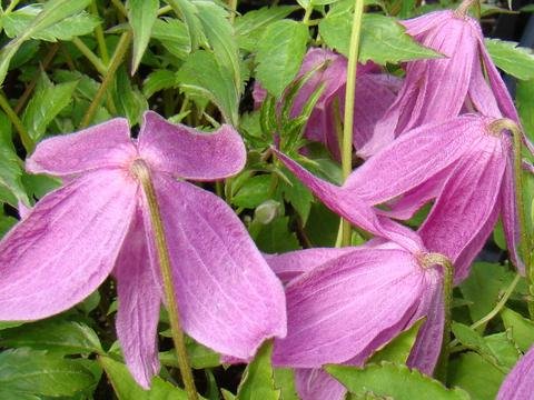 Clematis 'Constance' | Clematis alpina 'Constance' | plant lust