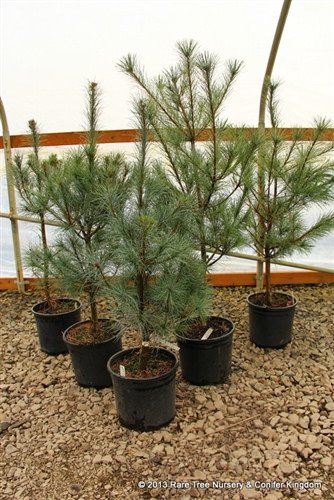 Pinus strobus 'Blue Clovers' | Blue Clovers Eastern White Pine | plant lust