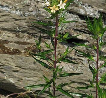 Collomia from multiple nurseries on Plant Lust