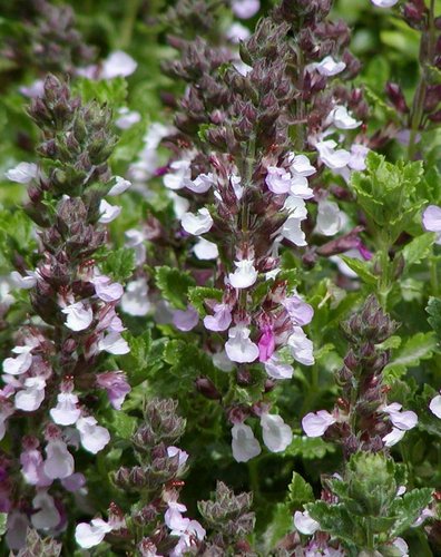 Teucrium chamaedrys 'Prostratum' | Prostrate Germander | Prostratum ...