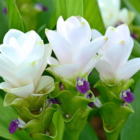 Curcuma 'White Wonder' | Curcuma zedoaria 'White Wonder' | White Wonder ...