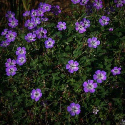 Geranium 'Sweet Heidy' | Sweet Hardy Cranesbill | Sweet Heidy Hardy ...