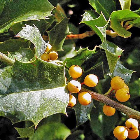 Ilex aquifolium 'Bacciflava' | Ilex aquifolium 'Yellow Berry' | Yellow ...