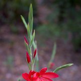 Hesperantha coccinea 'Oregon Sunset' | Schizostylis coccinea 'Oregon ...