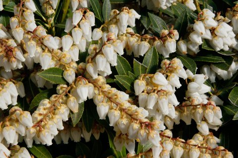 Pieris japonica 'Snowdrift' | Pieris 'Snowdrift' | Snowdrift Andromeda ...