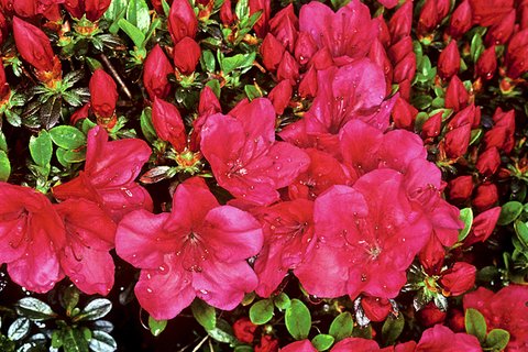 Cherry Drops Azalea | Azalea 'Cherry Drops' | plant lust