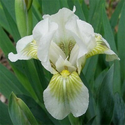 Iris 'Green Spot' (SDB) | Iris 'Green Spot' (Standard Dwarf Bearded ...