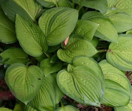 Hosta 'Janet' | plant lust