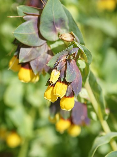Cerinthe major | plant lust