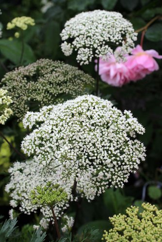 Cenolophium denudatum | plant lust