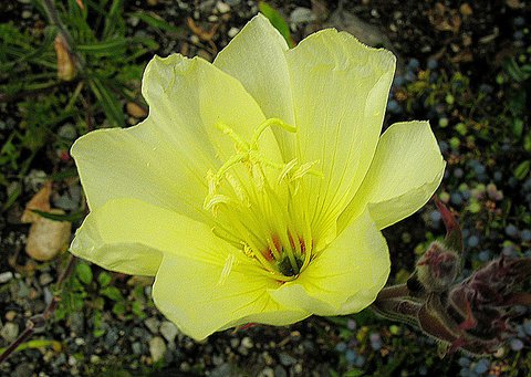 Oenothera odorata (from Craig Pruitt's garden) | | plant lust