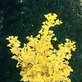 Ginkgo biloba Spring Grove® | Ginkgo biloba 'Spring Grove Select ...
