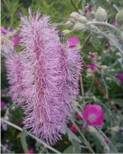 Sanguisorba hakusanensis 'Lilac Squirrel' | Lilac Squirrel Burnet ...