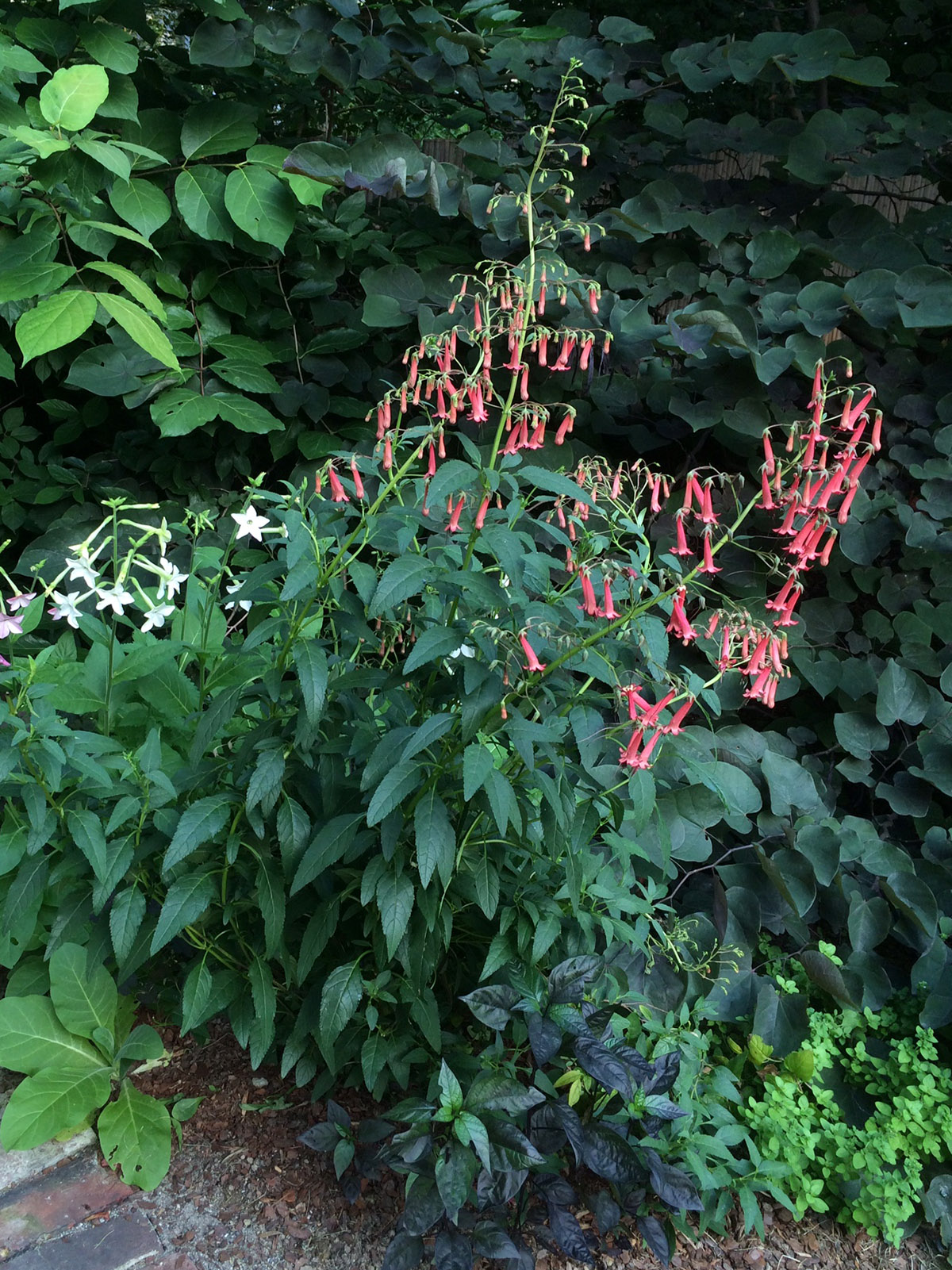 Photo #54361 | Phygelius x rectus 'African Queen' | plant lust