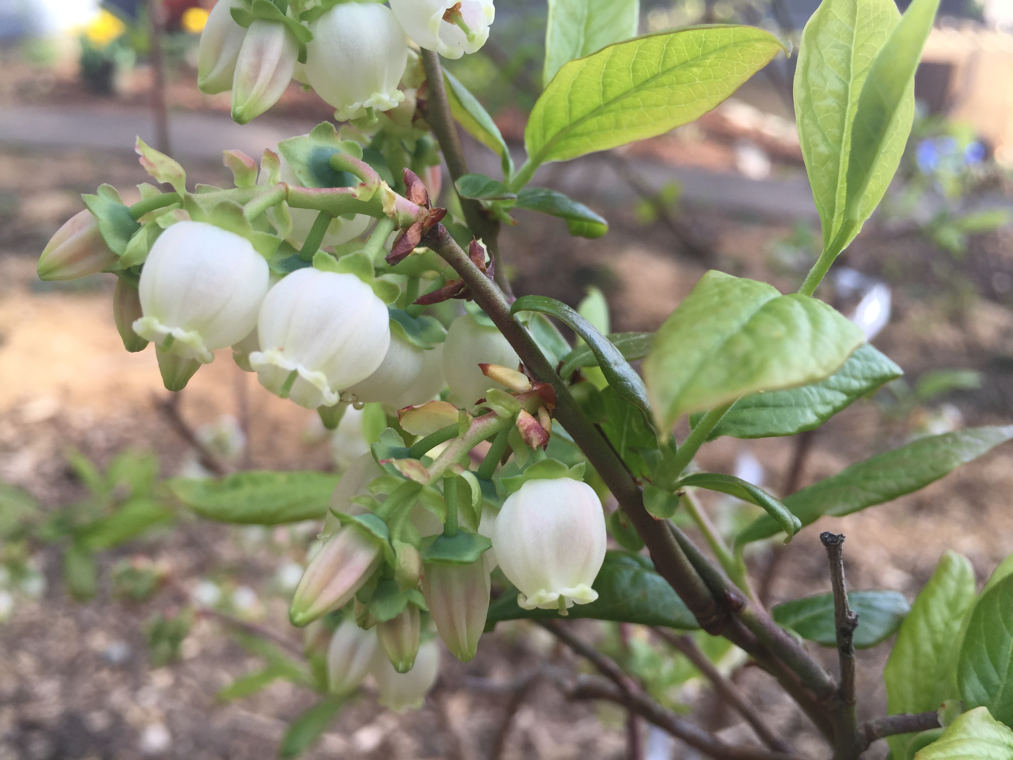 Photo #58620 | Vaccinium corymbosum 'Duke' | plant lust
