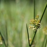 Juncus effusus | Common Rush | plant lust