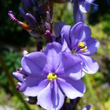 Aristea capitata | Aristea capitata syn major | Aristea major | plant lust