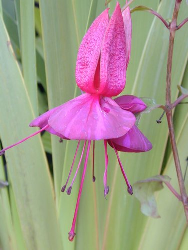 Fuchsia 'Maxima' | plant lust