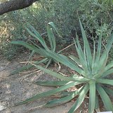 Agave vilmoriniana | Agave vilmoriana | Octopus Agave | plant lust