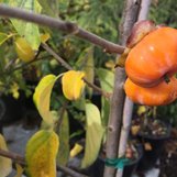Meader American Persimmon | Meader Common Persimmon | plant lust