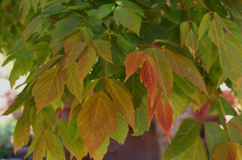 Acer negundo 'Sensation' | Sensation Boxelder Maple | Sensation Maple ...