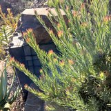 Leucadendron 'Jubilee Crown' | Leucadendron 'Crown Jubilee' | Cone Bush ...