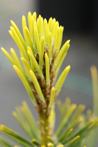 Pinus nigra 'Caperci's Golden Cream' | Pinus nigra 'Caperci's Gold ...