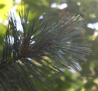 Pinus flexilis 'Cesarini Blue' | Pinus flexilis 'Cesarani Blue' | Pinus ...