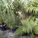 Rhodocoma capensis | Cape Restio | plant lust