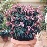 Pieris japonica 'Katsura' | Katsura Andromeda | plant lust