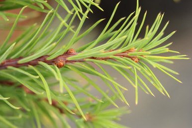 Larix decidua 'Little Bogle' | Little Bogle Japanese Larch | plant lust
