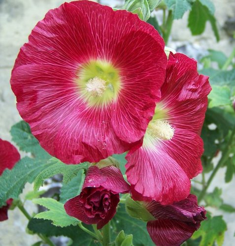 Alcea rosea | Althaea chinensis | Althaea ficifolia | Althaea rosea ...