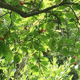 Amelanchier asiatica | Asian Serviceberry | plant lust