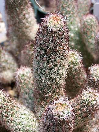 Mammillaria sphacelata ssp. viperina | Leptocladodia viperina ...