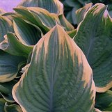 Hosta 'Sagae' | Hosta fka fluctuans 'Variegata' | Sagae Plantain Lily ...