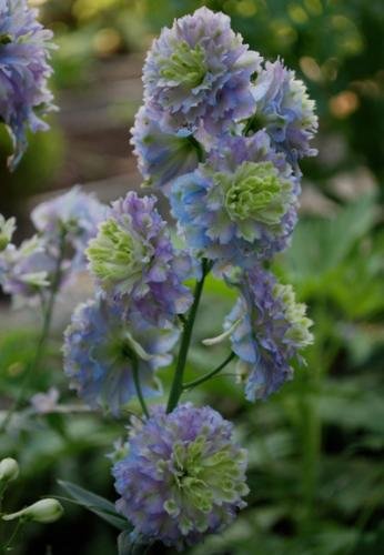 Delphinium 'Crystal Delight' | Highlander™ Delphinium | plant lust
