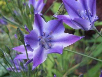 Triteleia 'Rudy' | Brodiaea 'Rudy' | plant lust