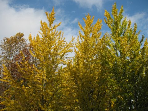 Ginkgo biloba 'Fastigiata' | Columnar Ginkgo Tree | Fastigiata ...