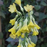 Primula florindae | Tibetan Summer Bells | Tibetian Primrose | plant lust
