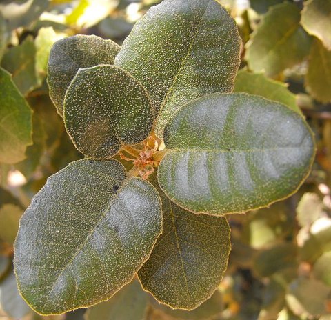 Quercus tomentella | Channel Islands Oak | Island Live Oak | Island Oak ...