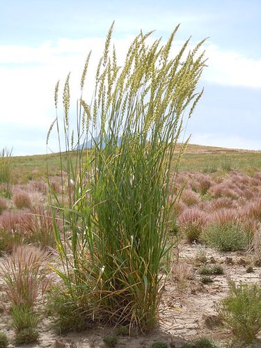 Leymus cinereus | Elymus cinereus | Basin Wildrye | Great Basin Wild ...