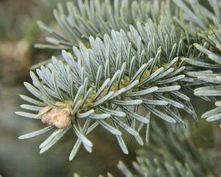 Abies magnifica 'Nana' | Dwarf Blue Shasta Fir | Red Fir | plant lust