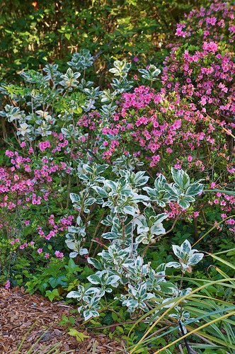 Hydrangea macrophylla 'Variegata' | Variegated Bigleaf Hydrangea ...