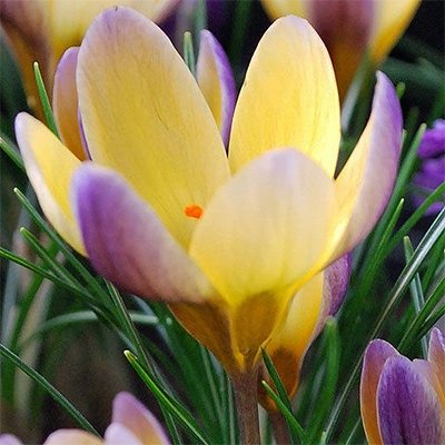 Crocus chrysanthus 'Advance' | Advance Snow Crocus | plant lust