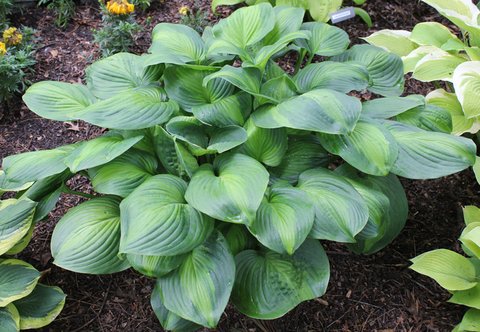 Hosta 'Avocado' | Avocado Plantain Lily | plant lust