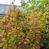 Berberis thunbergii 'Orange Torch' PP27831 | Orange Torch Barberry ...
