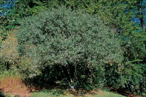 Quercus wislizeni [SBH 7198] | Interior Live Oak | Sierra Live Oak ...