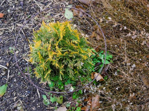 Thuja occidentalis 'Amber Glow' | Amber Glow Miniature Eastern ...