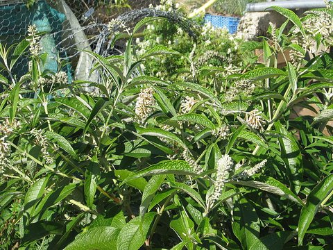 Buddleja paniculata [shrub form] | Buddleia paniculata [shrub form ...